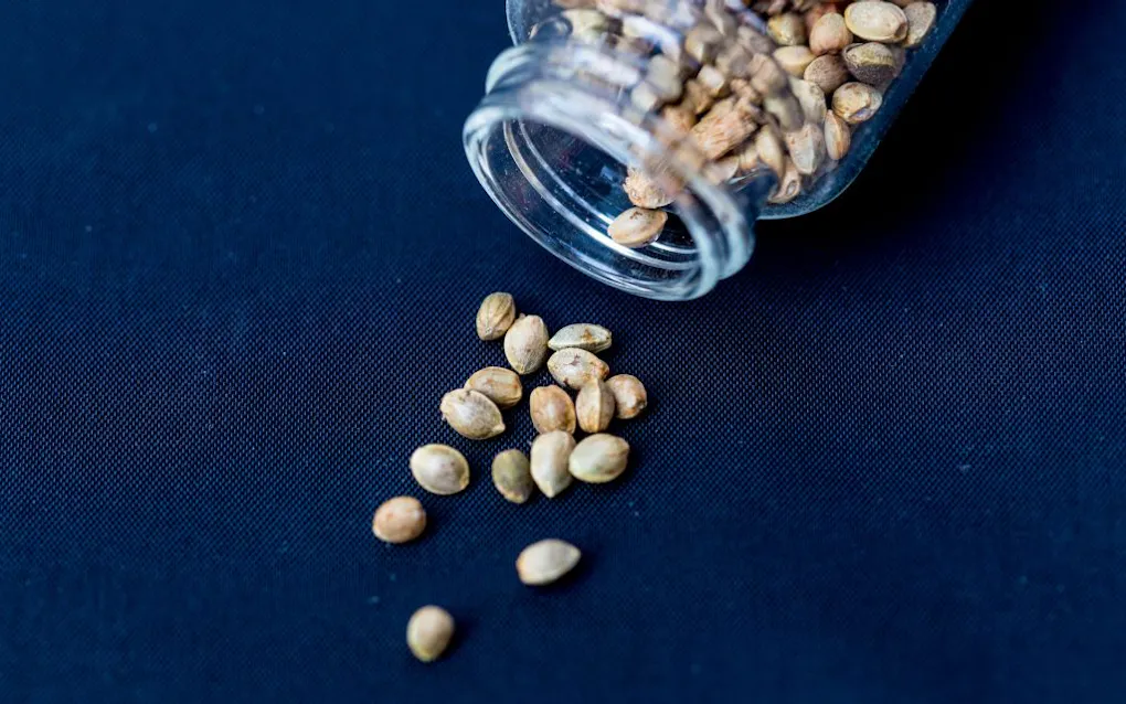 Marijuana Seeds Buying Guide | Leafly