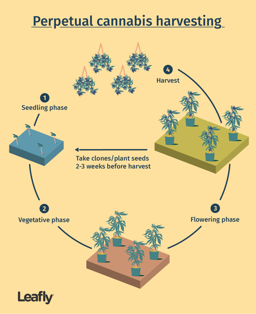How to Harvest Cannabis Continually Throughout the Year | Leafly