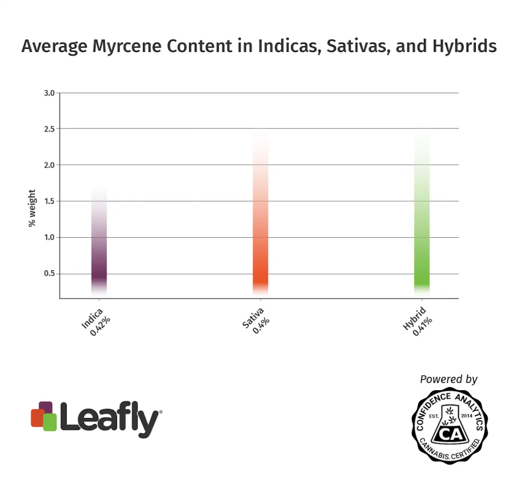 What is myrcene and what does this cannabis terpene do? | Leafly