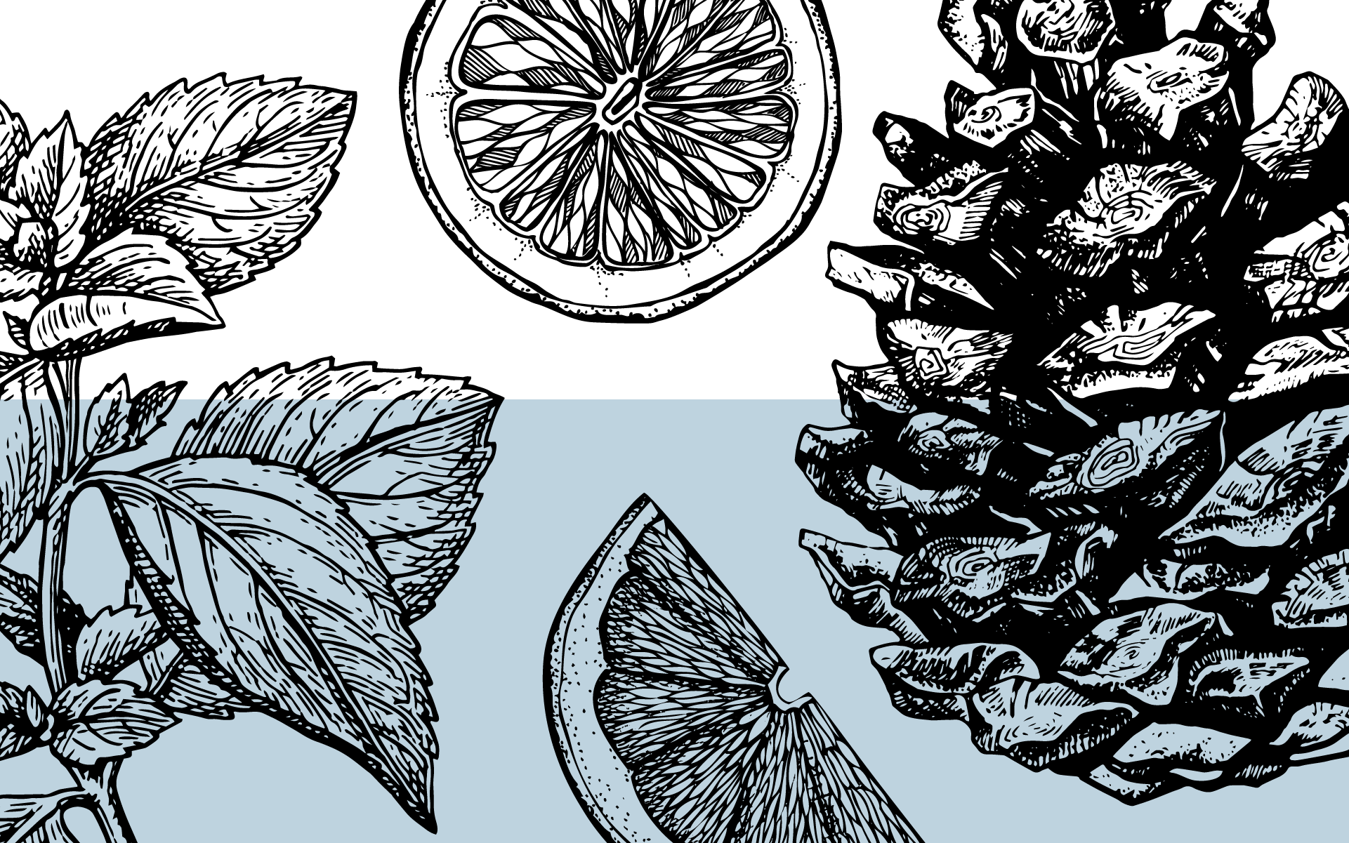 The Mysterious Cannabis Terpene Phellandrene