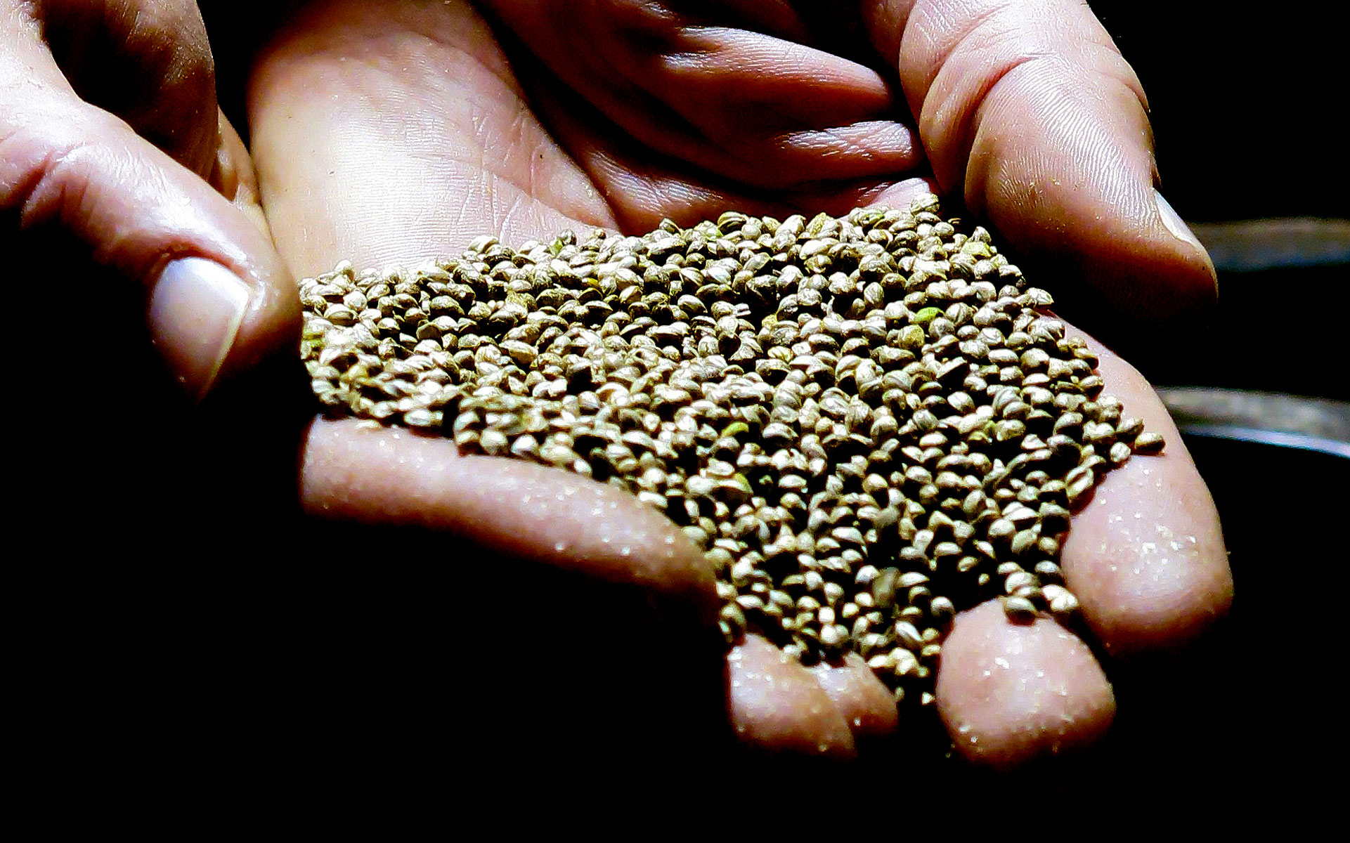 Seed Certification, Research Lab Set Out to Standardize Hemp | Leafly