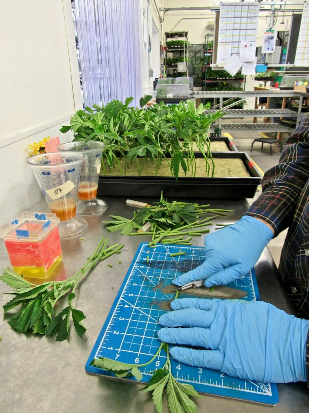 How Dark Heart Nursery Produces 1 Million Clones Per Year | Leafly