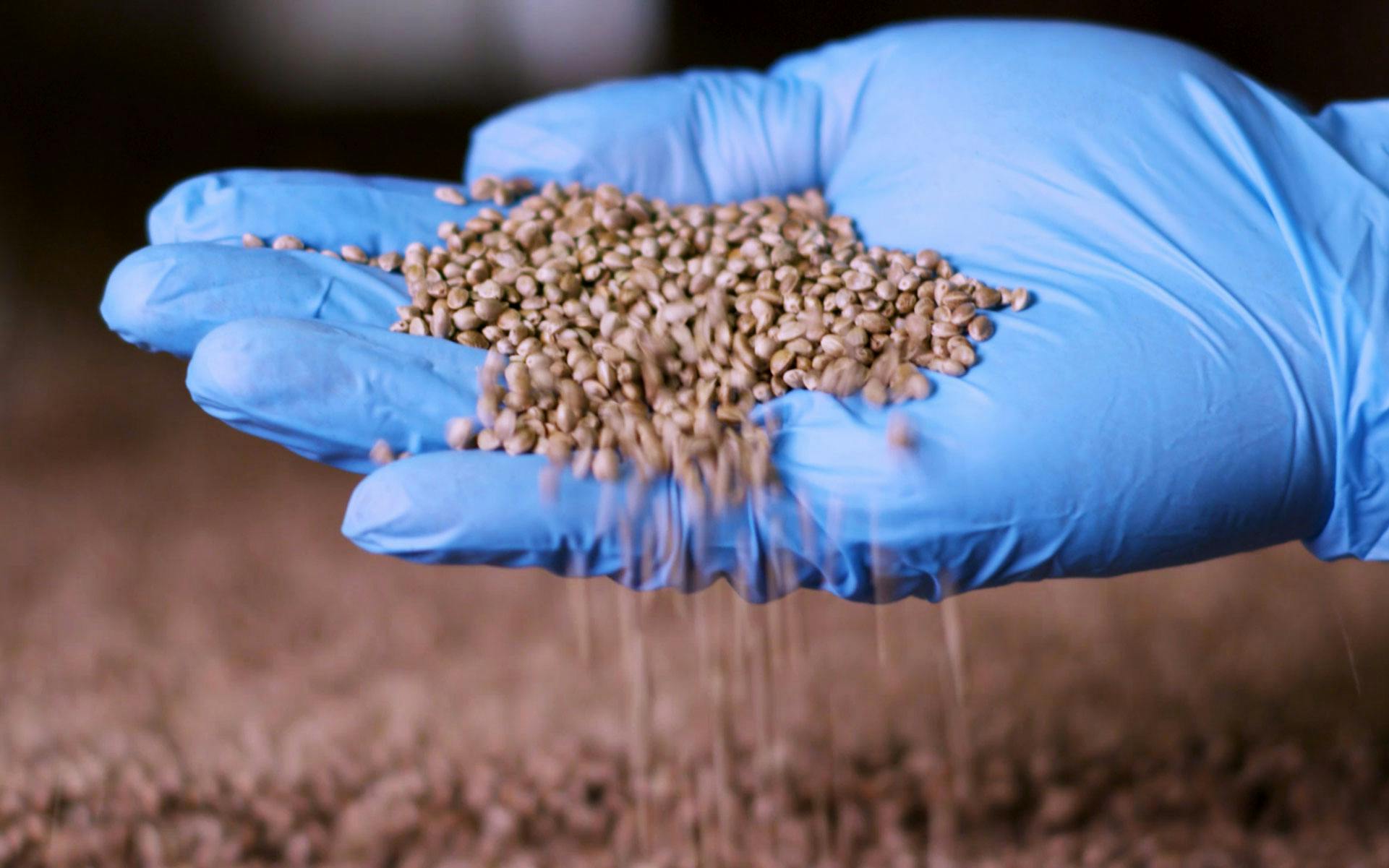 How Hemp CBD Products Are Made: CBD Protein Powder With Manitoba ...