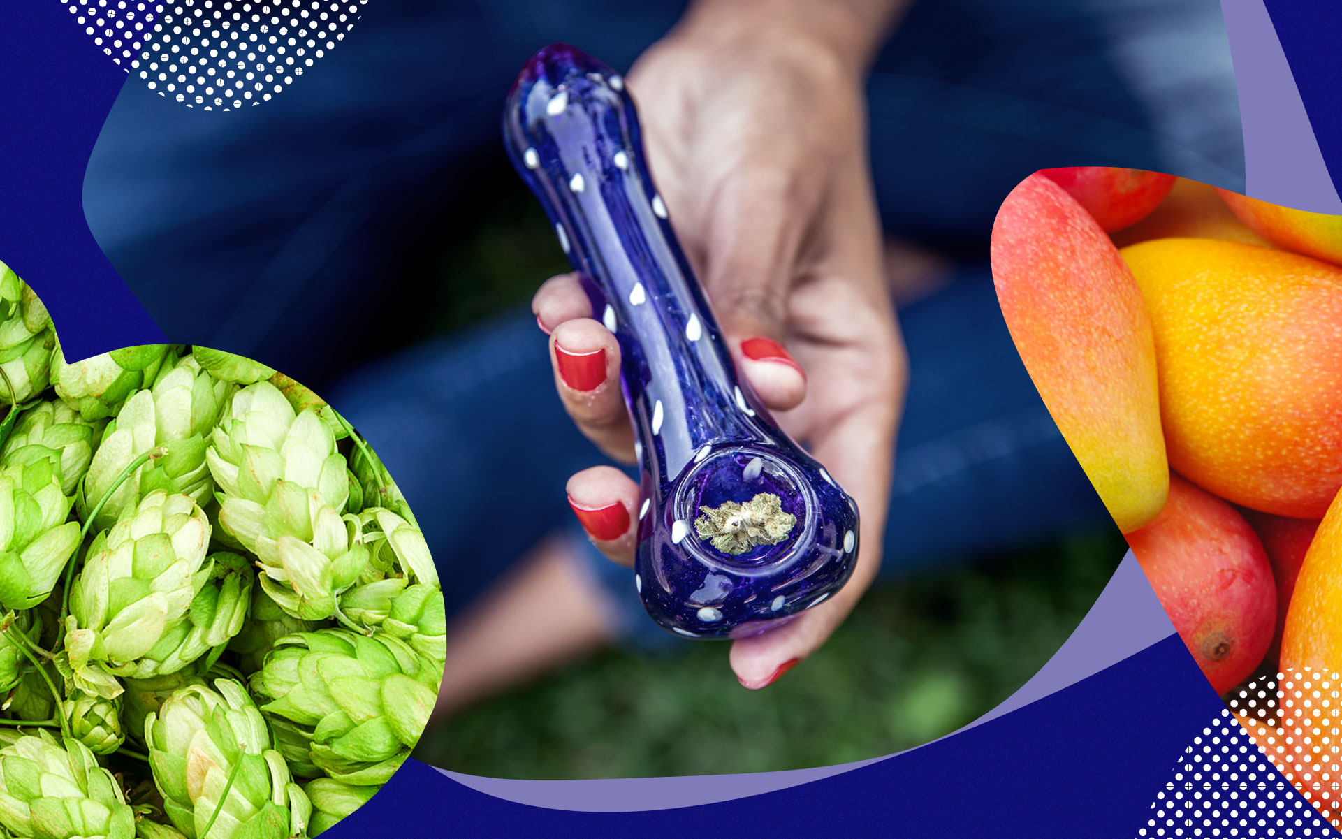 Canadian cannabis strains for people who love myrcene