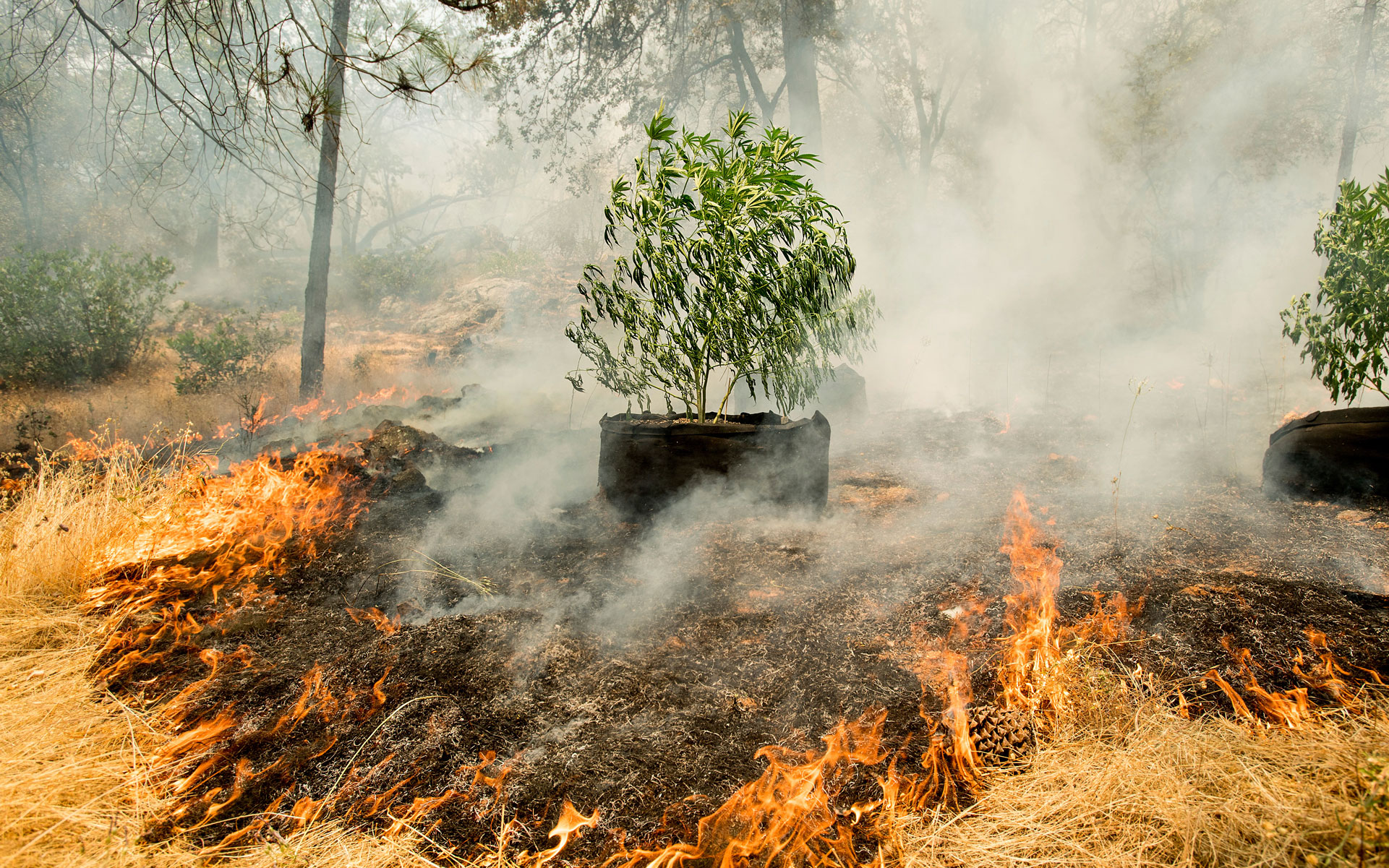 How wildfire season can affect your cannabis crop | Leafly