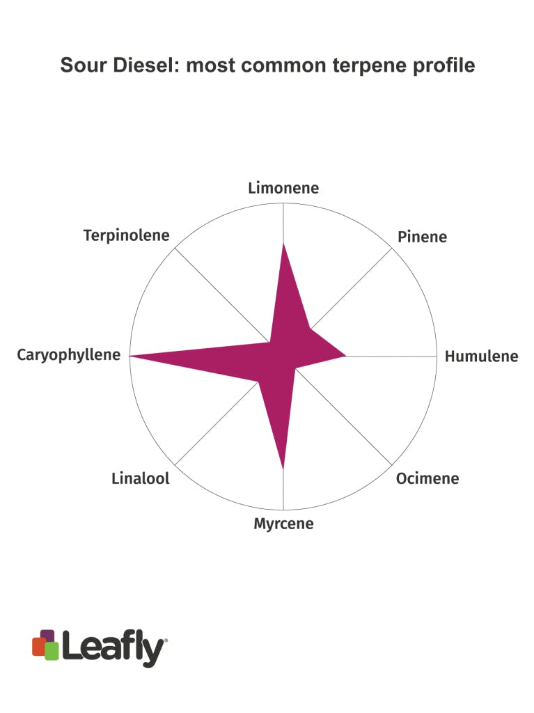 The best cannabis strains for extroverts