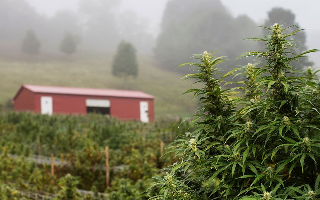 How Franny's Farmacy is redefining cannabis business ownership | Leafly