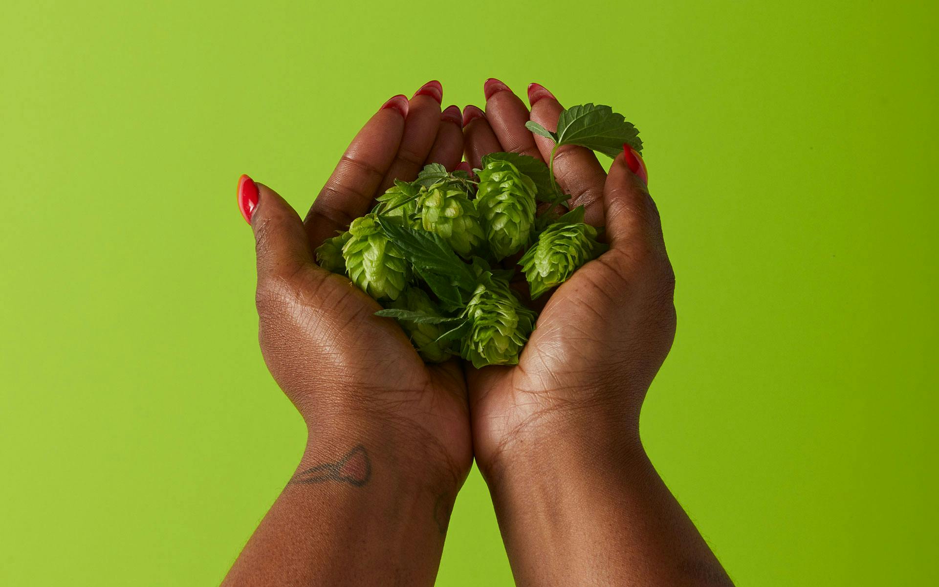 What is humulene and what does this cannabis terpene do? | Leafly