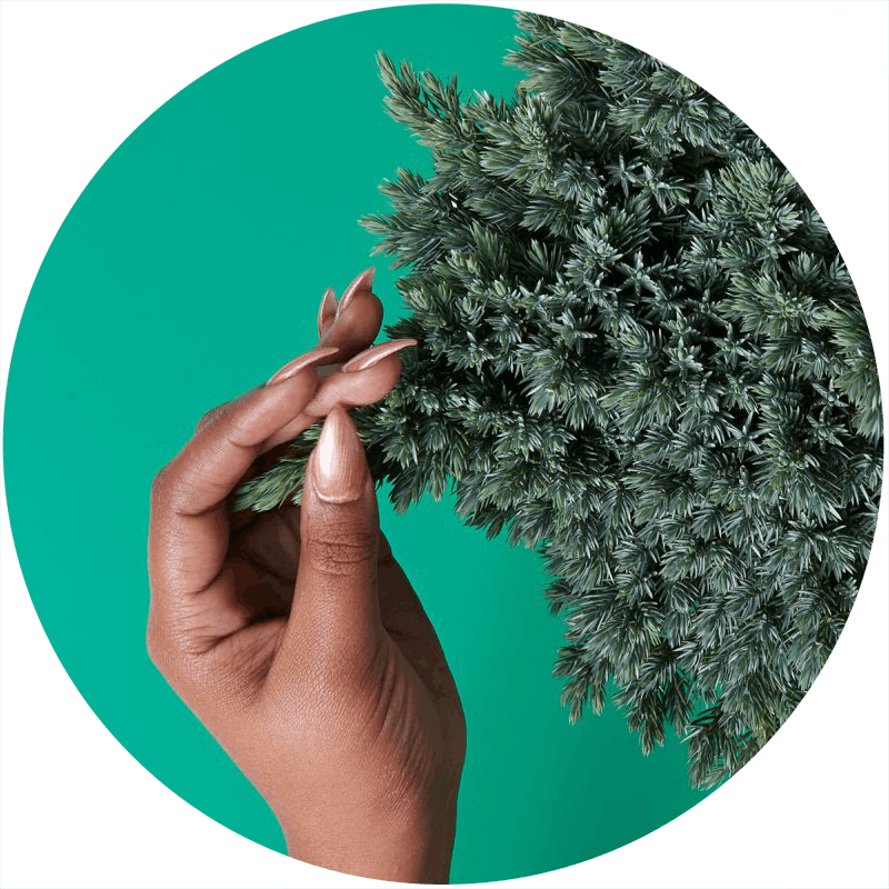 What is pinene? | Cannabis Glossary | Leafly