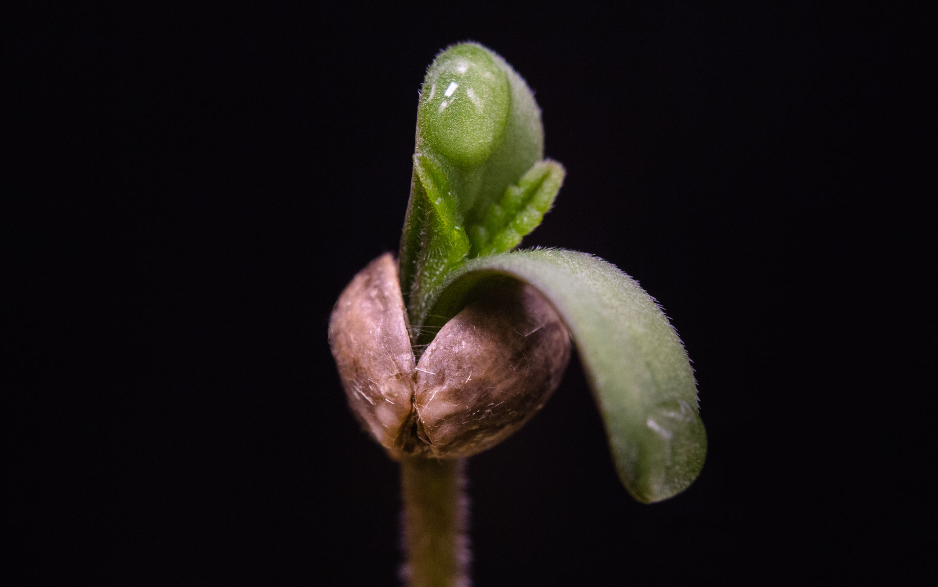 4 cannabis producers on what makes a strain great to grow | Leafly