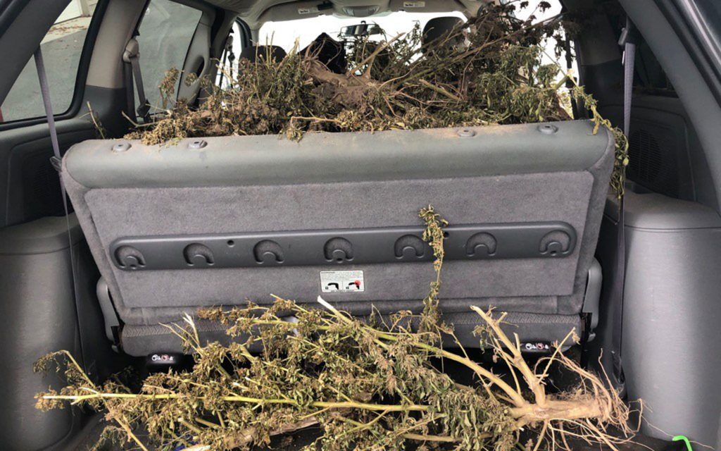 Area man mistreats cannabis plants in stolen van | Leafly