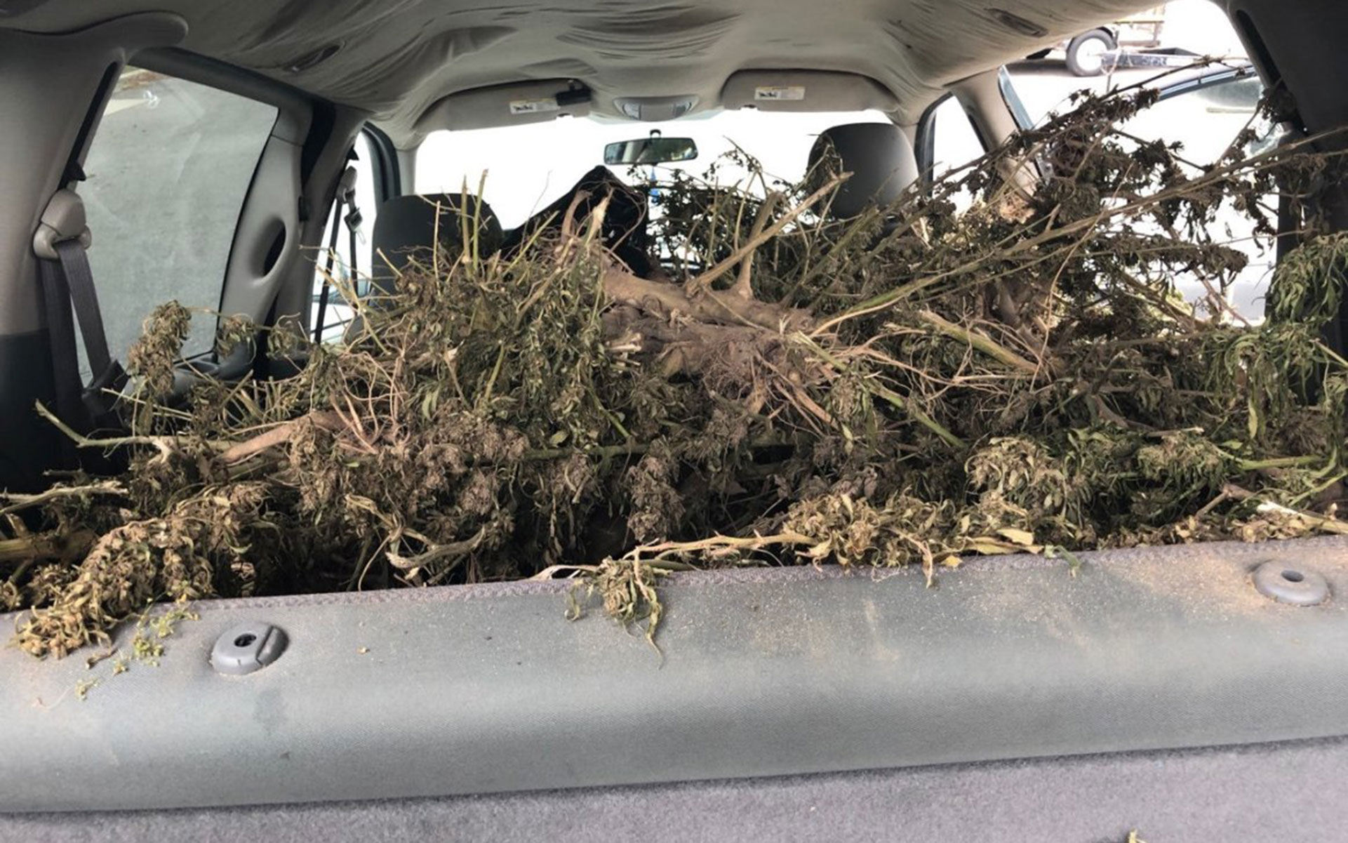 Area man mistreats cannabis plants in stolen van | Leafly