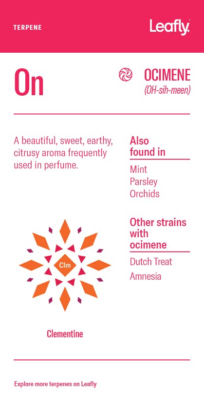 What is Ocimene & What Does This Cannabis Terpene Do? | Leafly