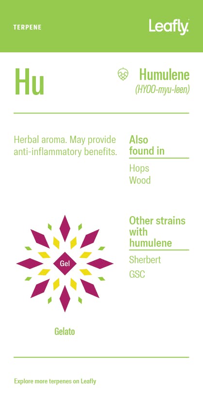 What is humulene and what does this cannabis terpene do? | Leafly