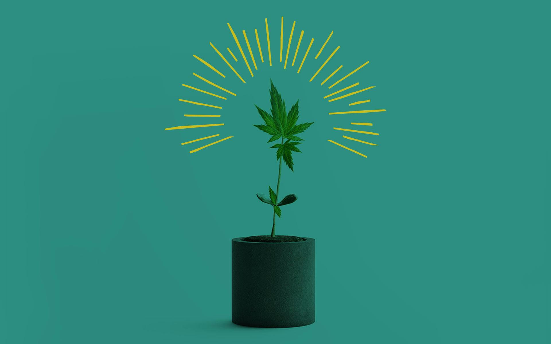 Bigger isn’t better: The case for growing small marijuana plants | Leafly