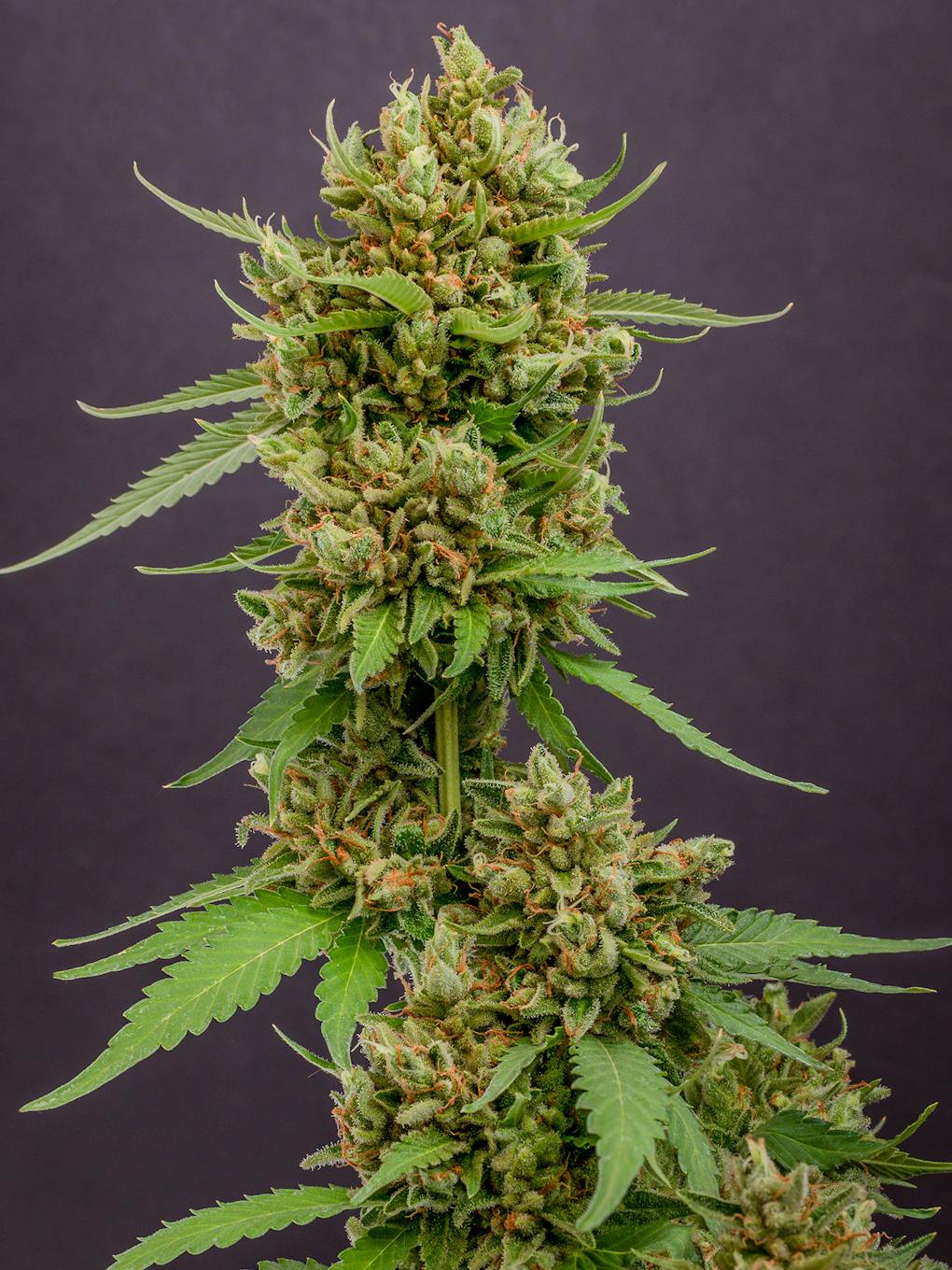 The best new marijuana strains to grow in 2020 | Leafly