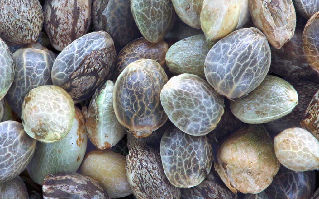 How to Grow Weed from Seed | Cannabis Seeds 101 | Leafly