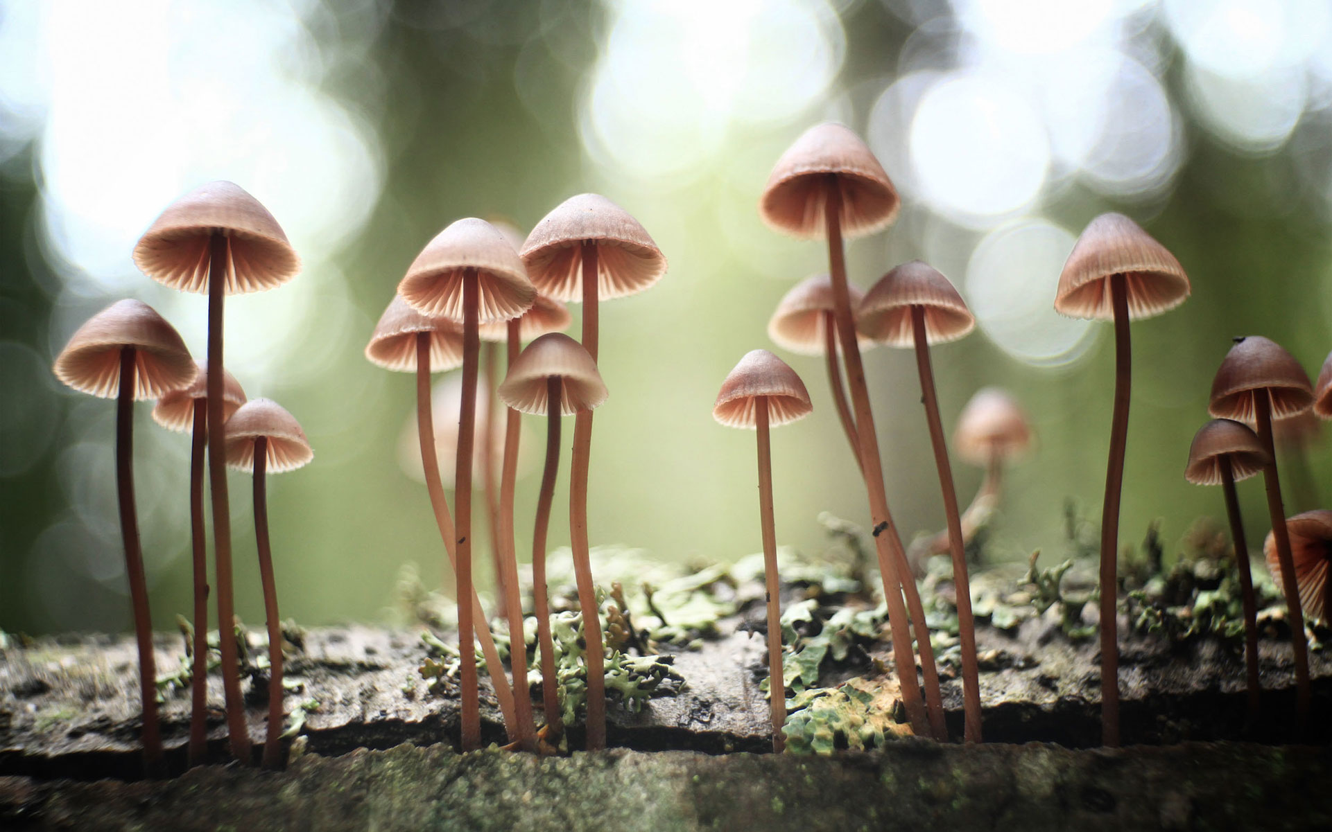 What's next for psychedelic decriminalization? | Leafly