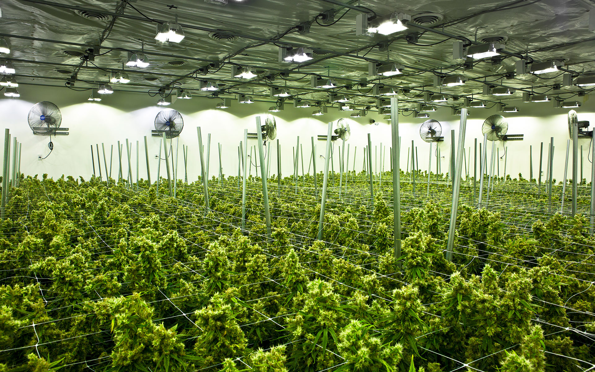 4 tips for switching your indoor crop to cannabis | Leafly