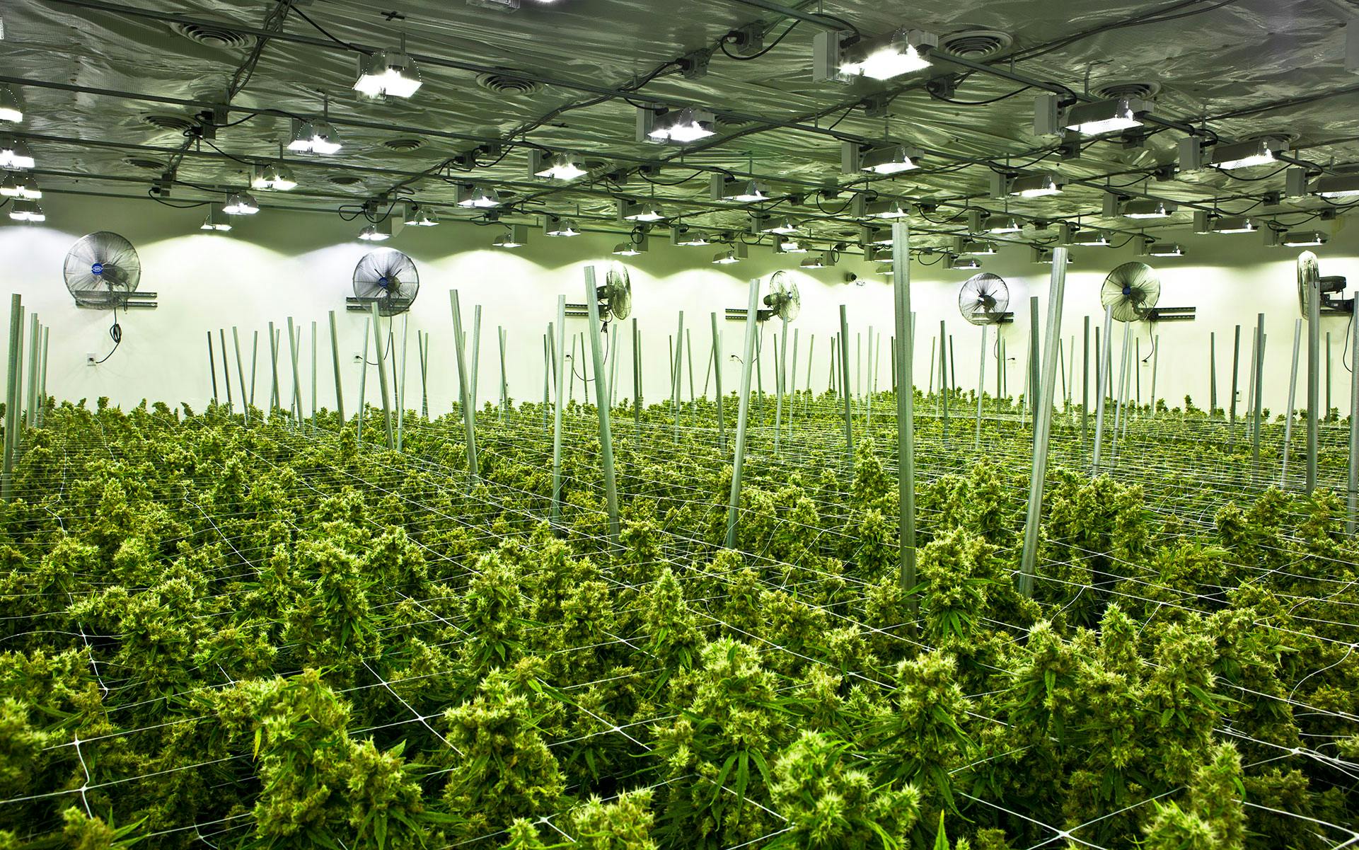 4 tips for switching your indoor crop to cannabis | Leafly