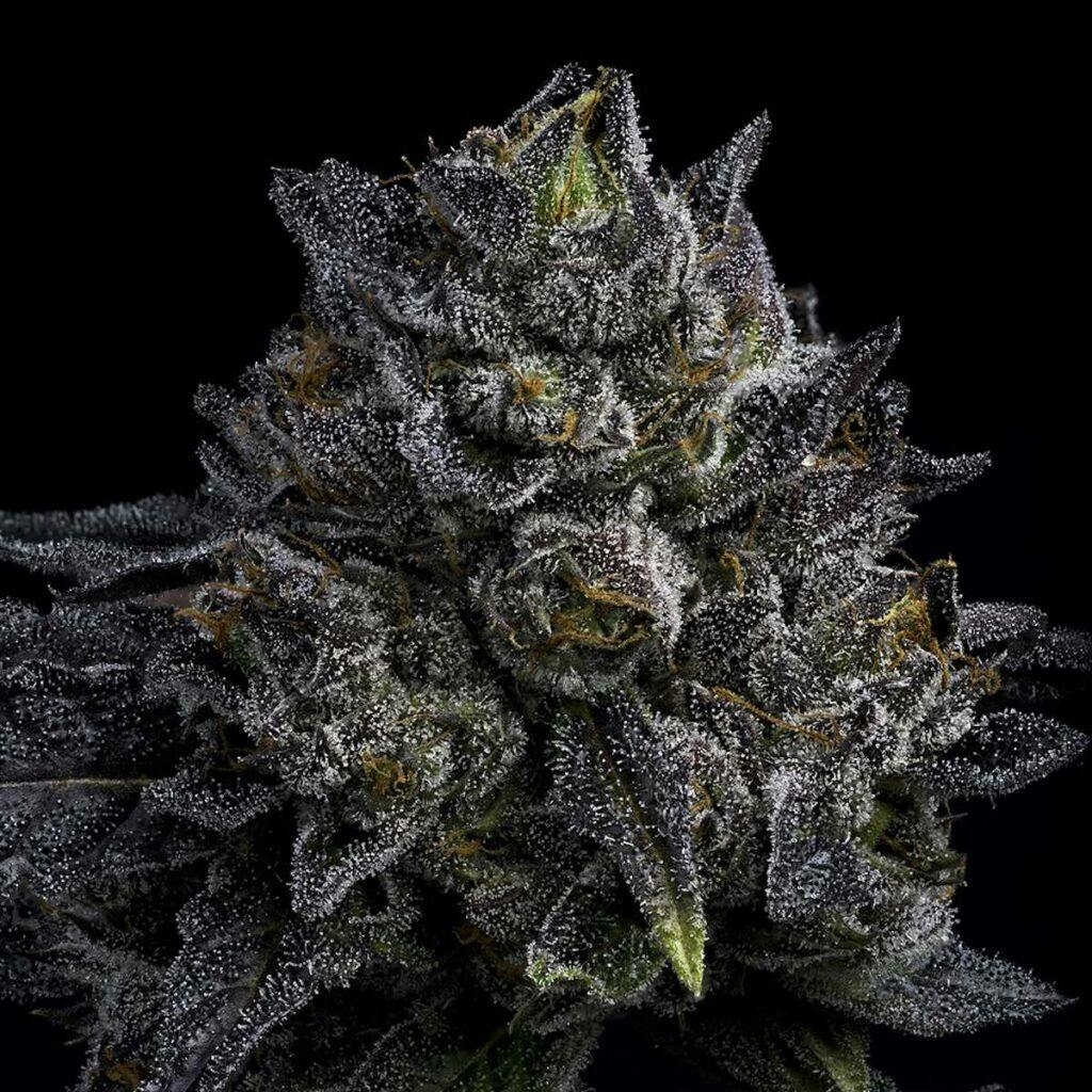 Inhale Thanksgiving on White Runtz: November’s Leafly HighLight