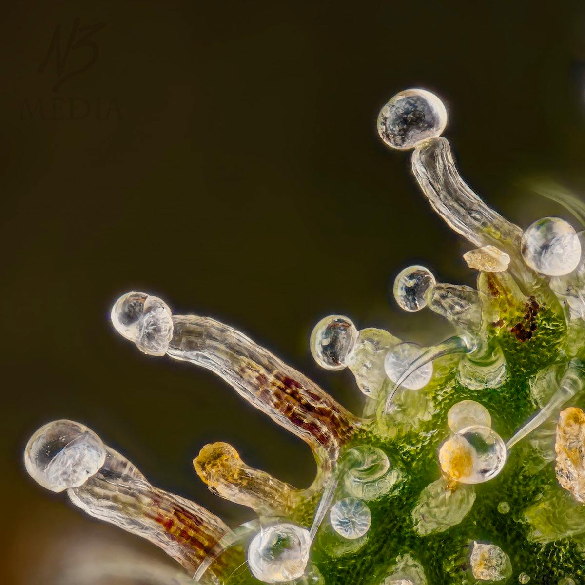 Wax, dabs, and hash celebrated on 710 | Leafly