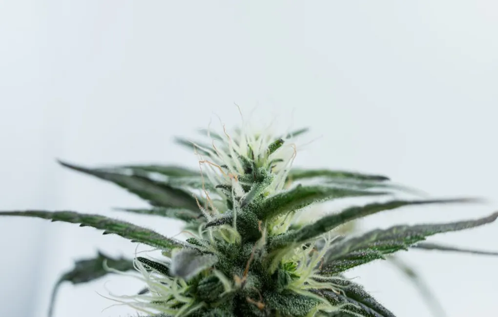 5 classic weed strains from the 60's you can still find today | Leafly