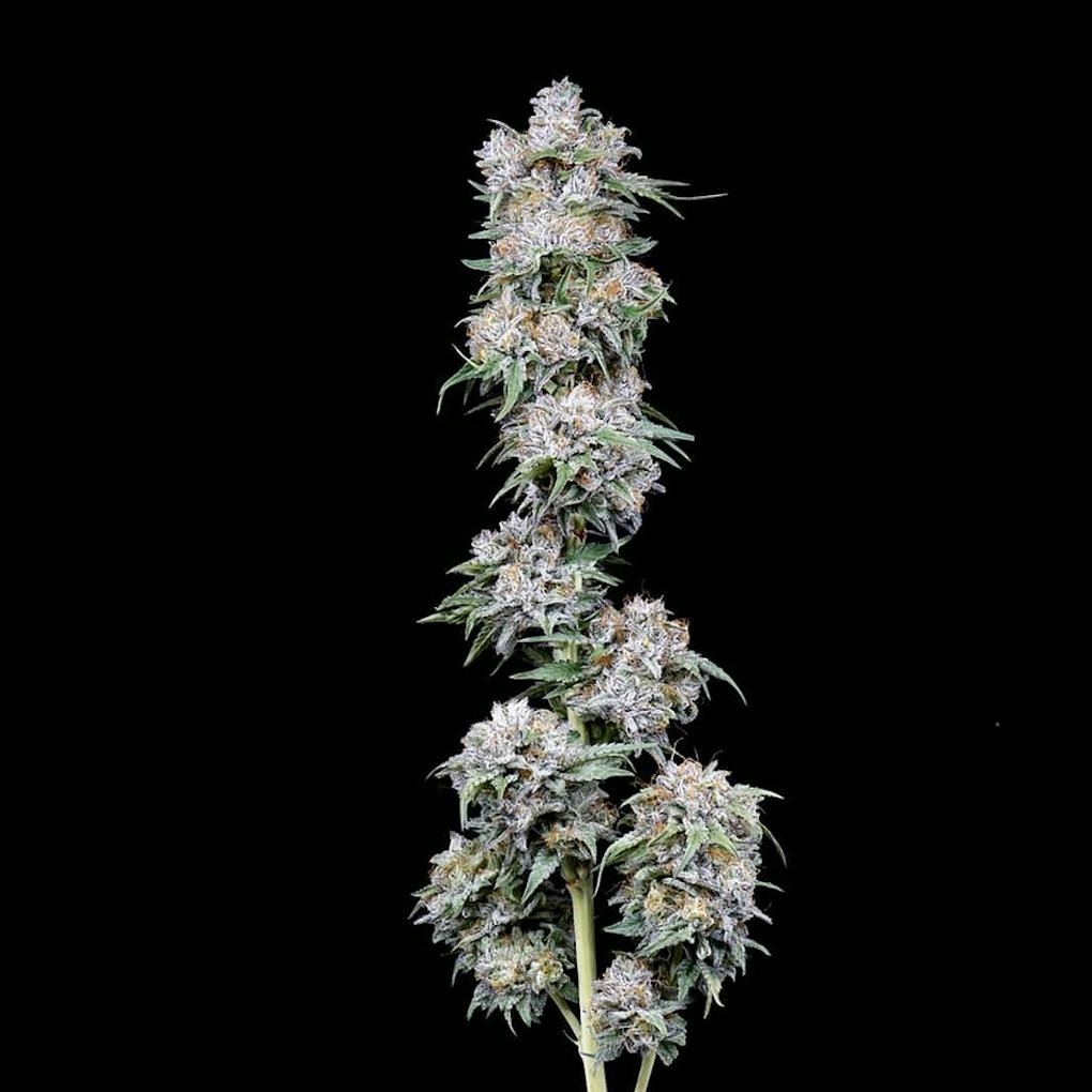 How does cannabis get its color? Here’s why some strains turn purple ...