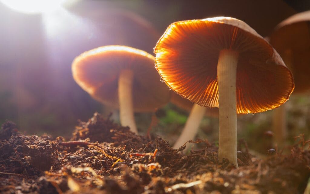 How much do shrooms cost? | Leafly