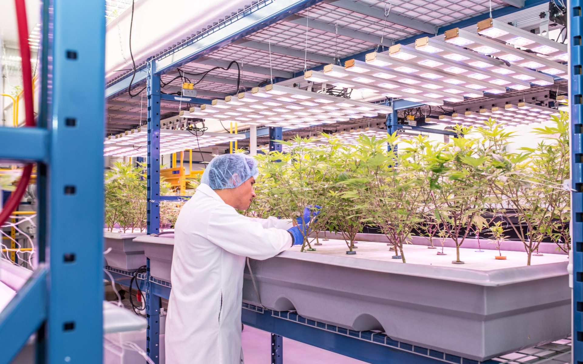 Growing Weed with Hydroponics, Aeroponics or Aquaponics | Leafly