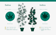 What Is A Sativa Cannabis Glossary Leafly
