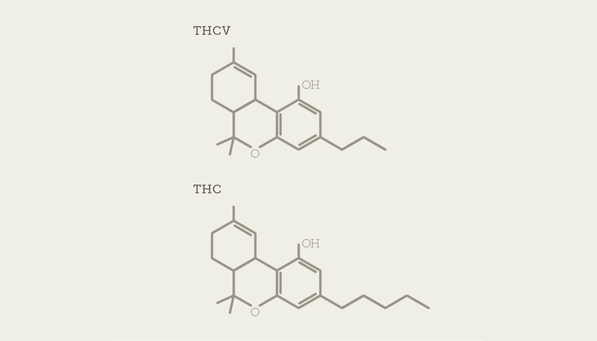 What is THCV? | Cannabis Glossary | Leafly