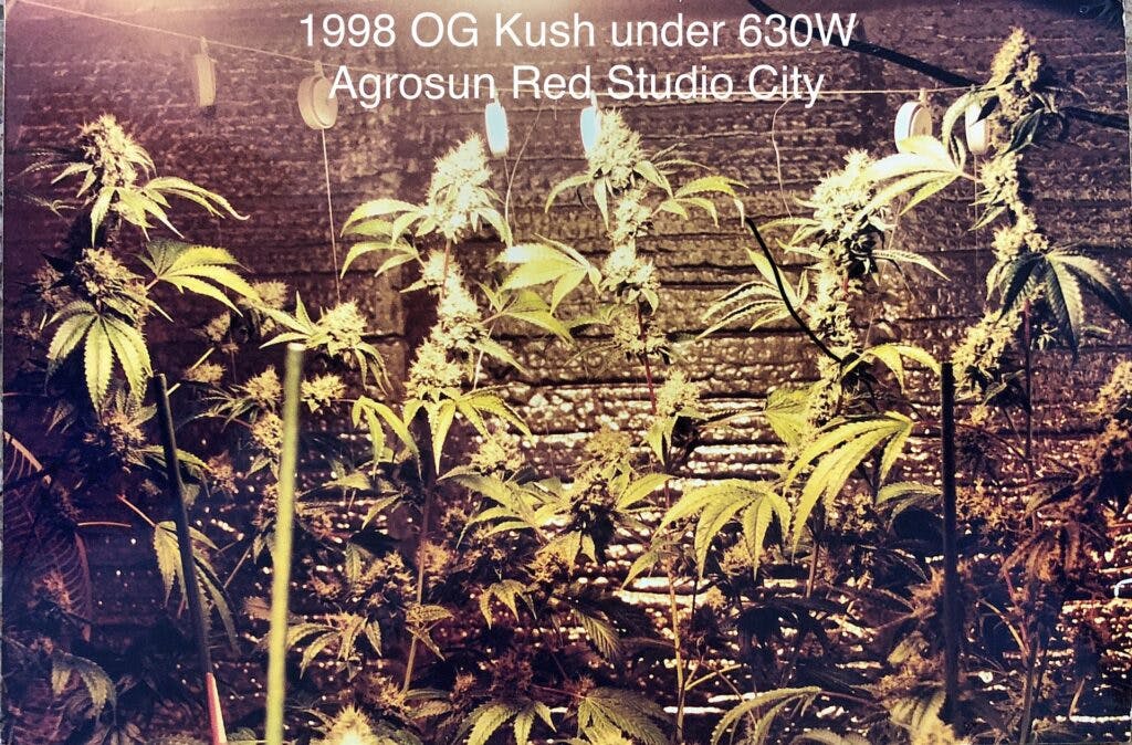 An Epoch of OG: The OG Kush family genealogy | Leafly