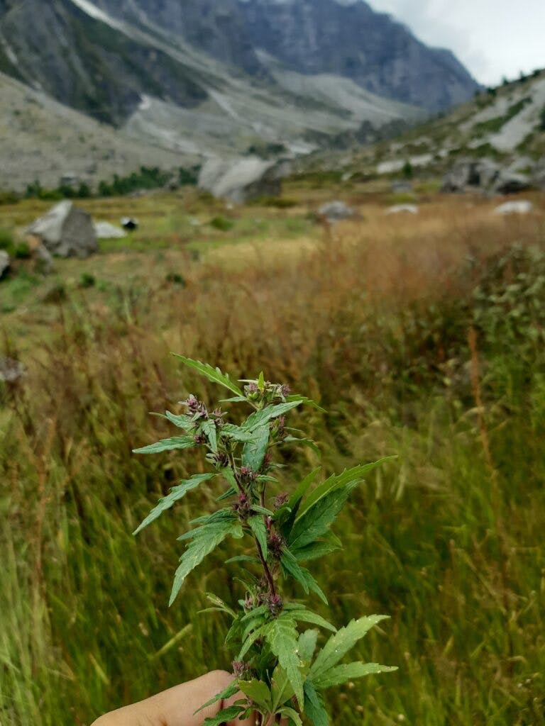 Grow landrace cannabis strains with 'fair trade' seeds from the source ...