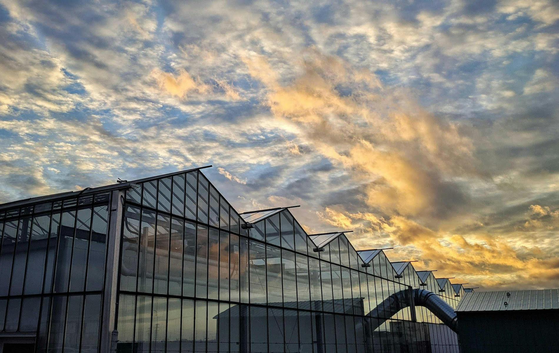 How Pure Sunfarms is bringing iconic BC bud into a new era | Leafly