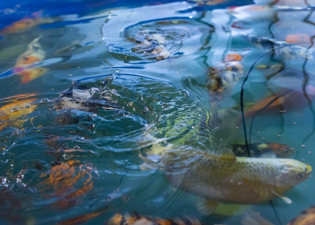Aquaponics: The future of sustainable cannabis is fueled by fish poop ...
