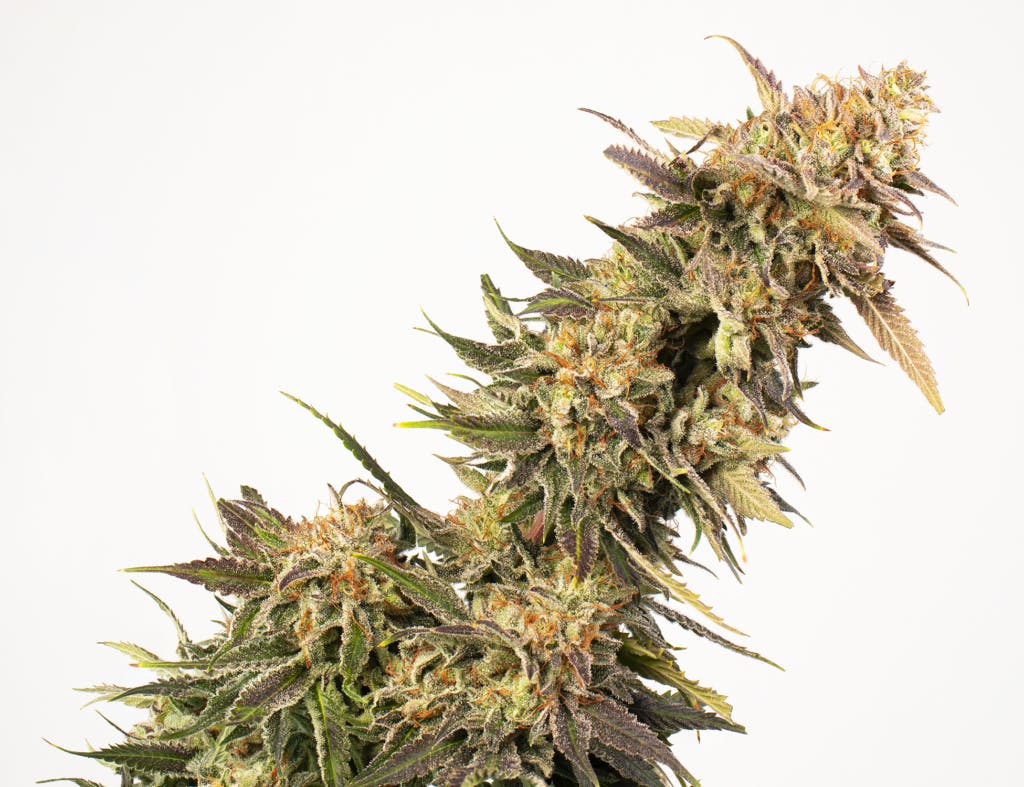 Aquaponics: The future of sustainable cannabis is fueled by fish poop ...