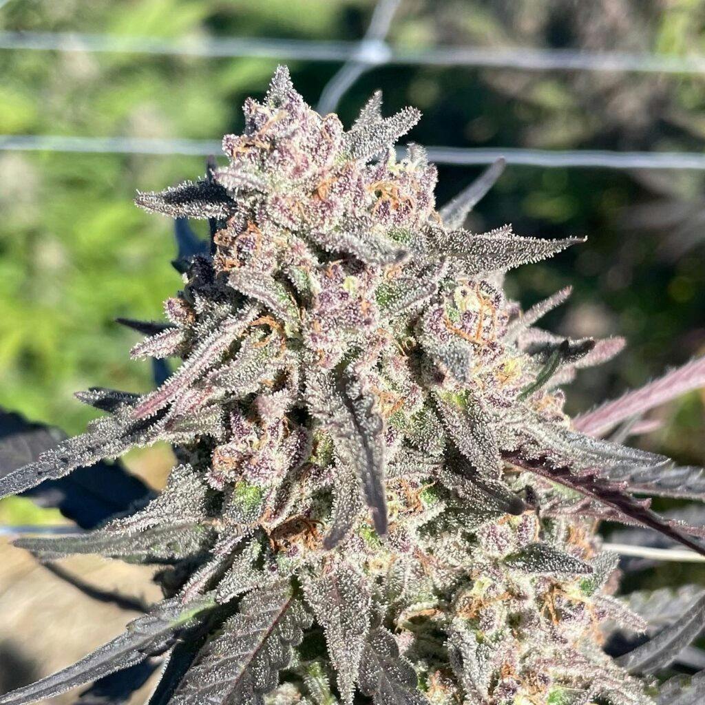 The MAC 1 weed strain is our March 2023 Leafly HighLight | Leafly