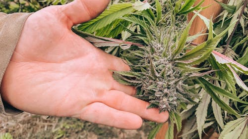 Tips for growing LSD cannabis | Leafly