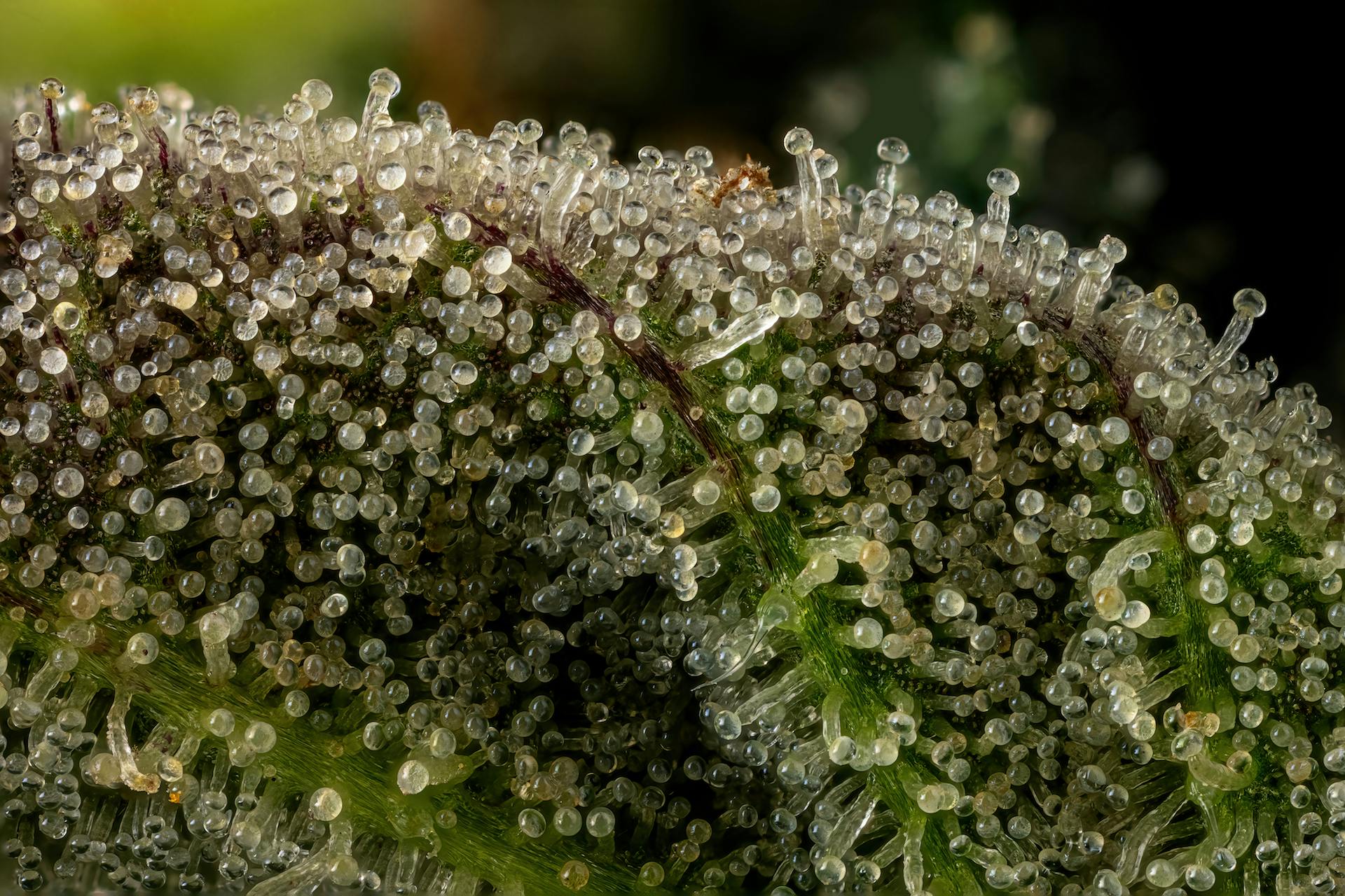 The Leafly Strain of the Year 2021 was Dosidos! | Leafly