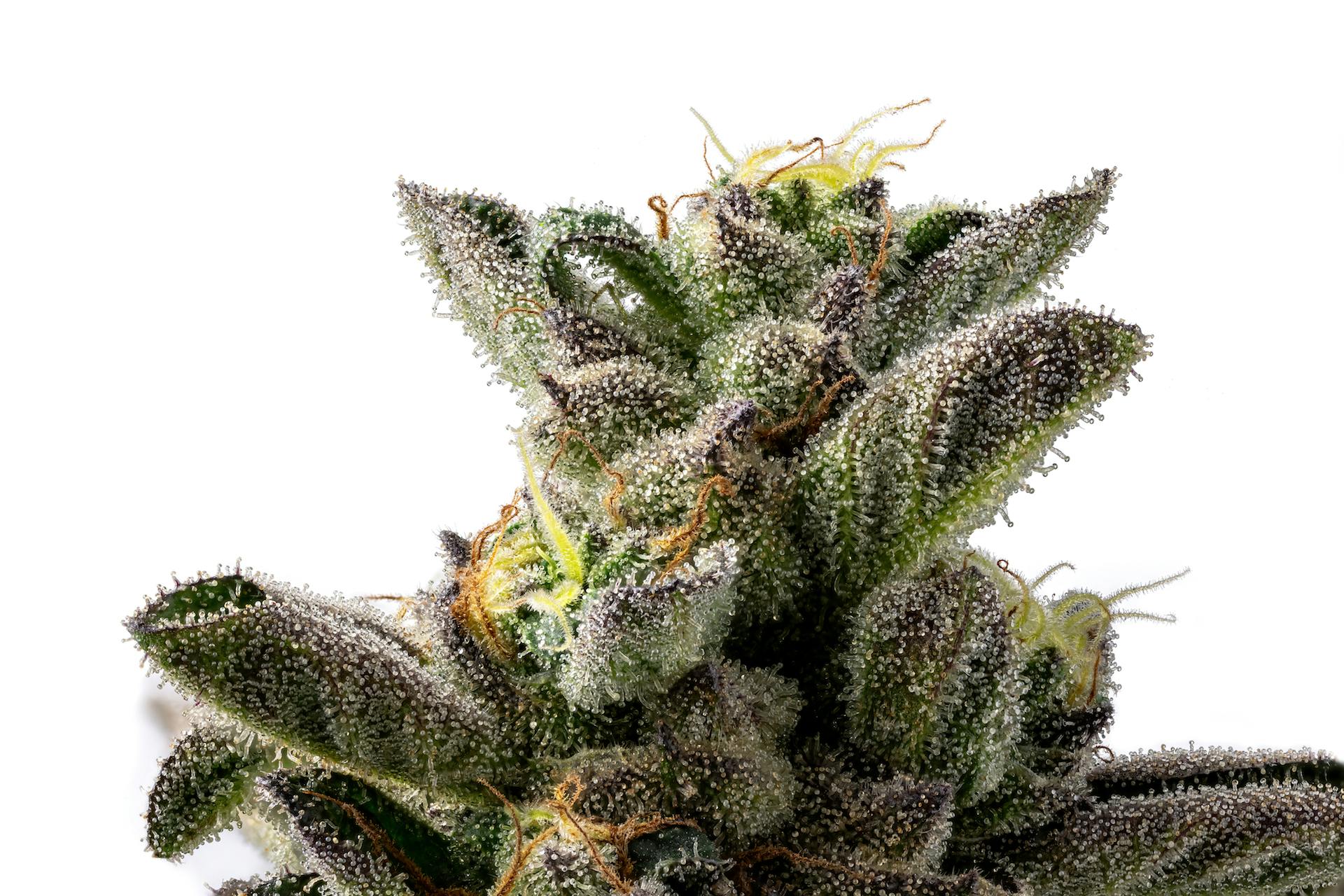 The Leafly Strain of the Year 2021 was Dosidos! | Leafly