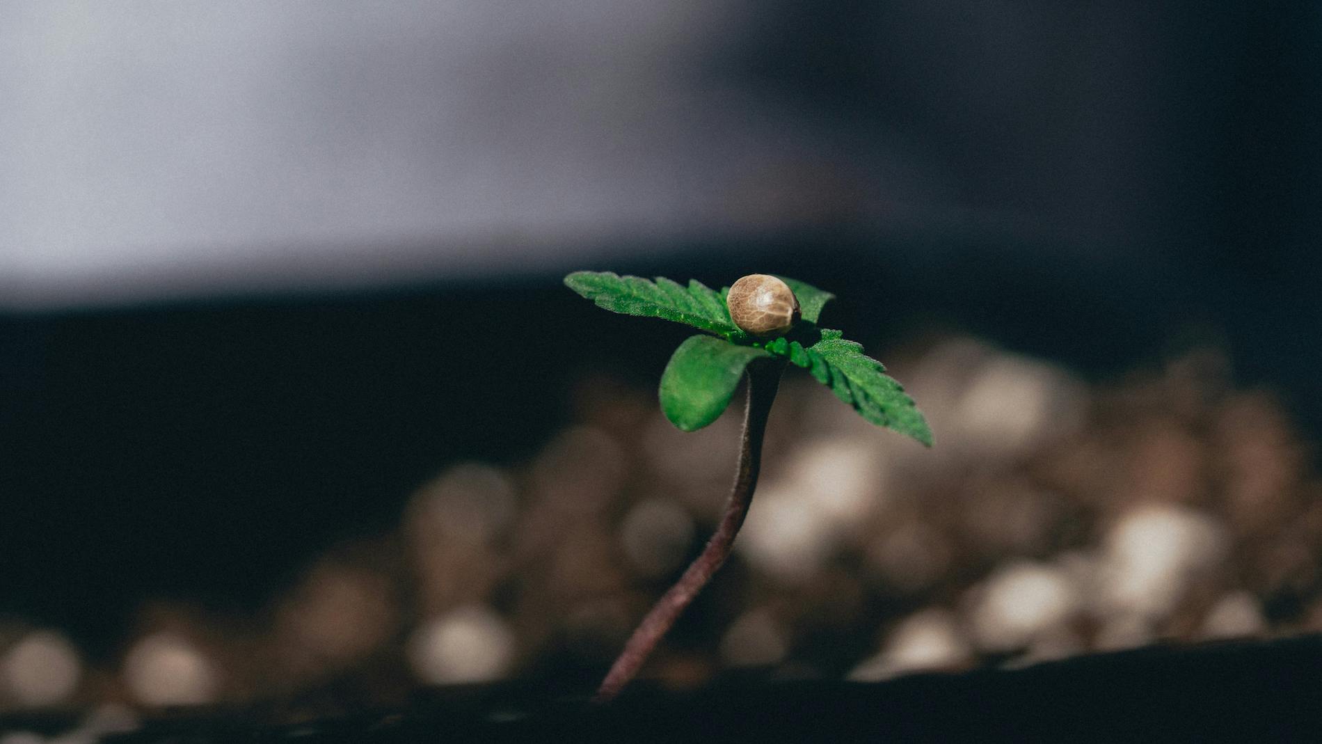 How to grow some of Leafly’s best cannabis strains of all time with ...