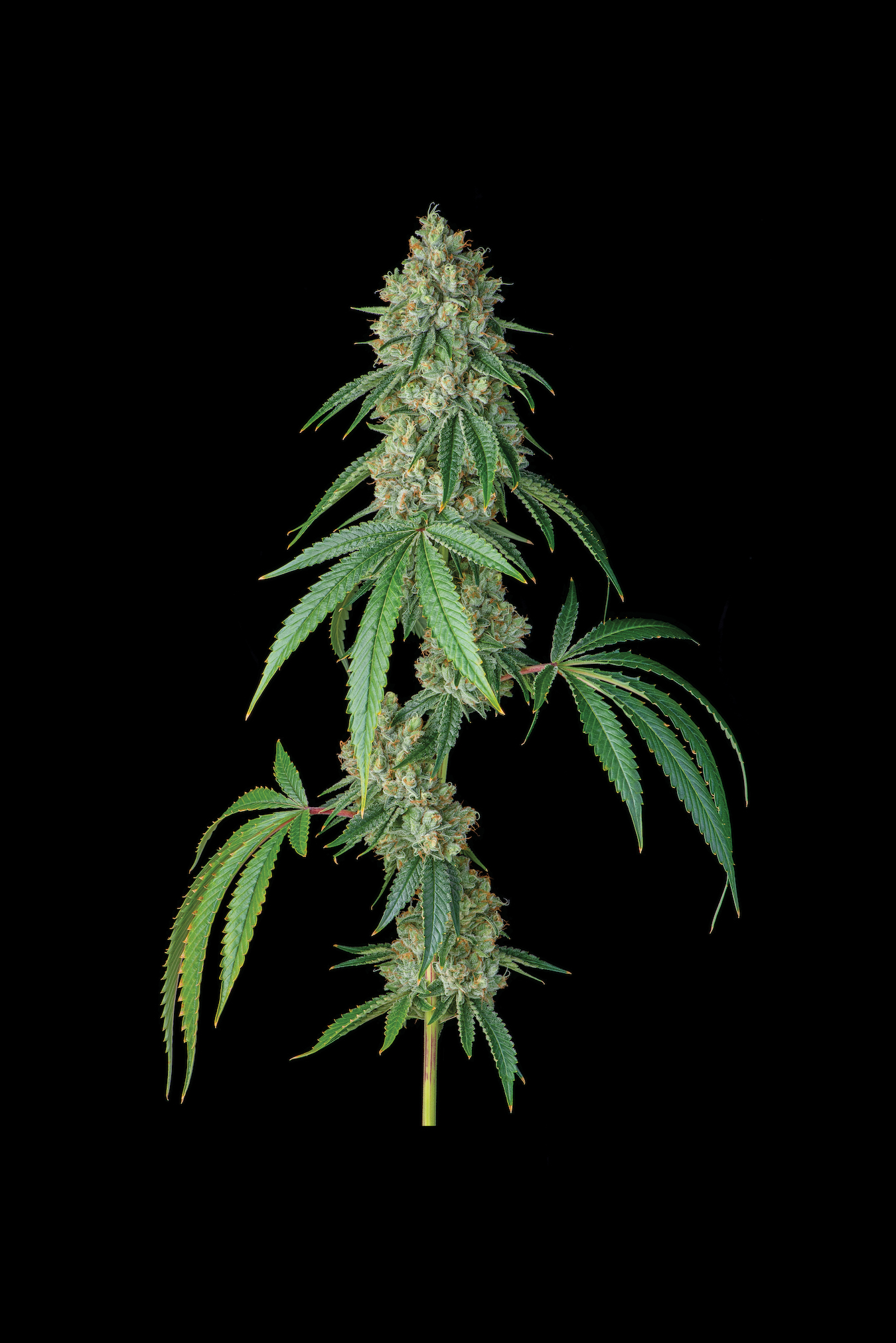 Wiz Khalifa's Khalifa Kush weed strain review 2022 | Leafly