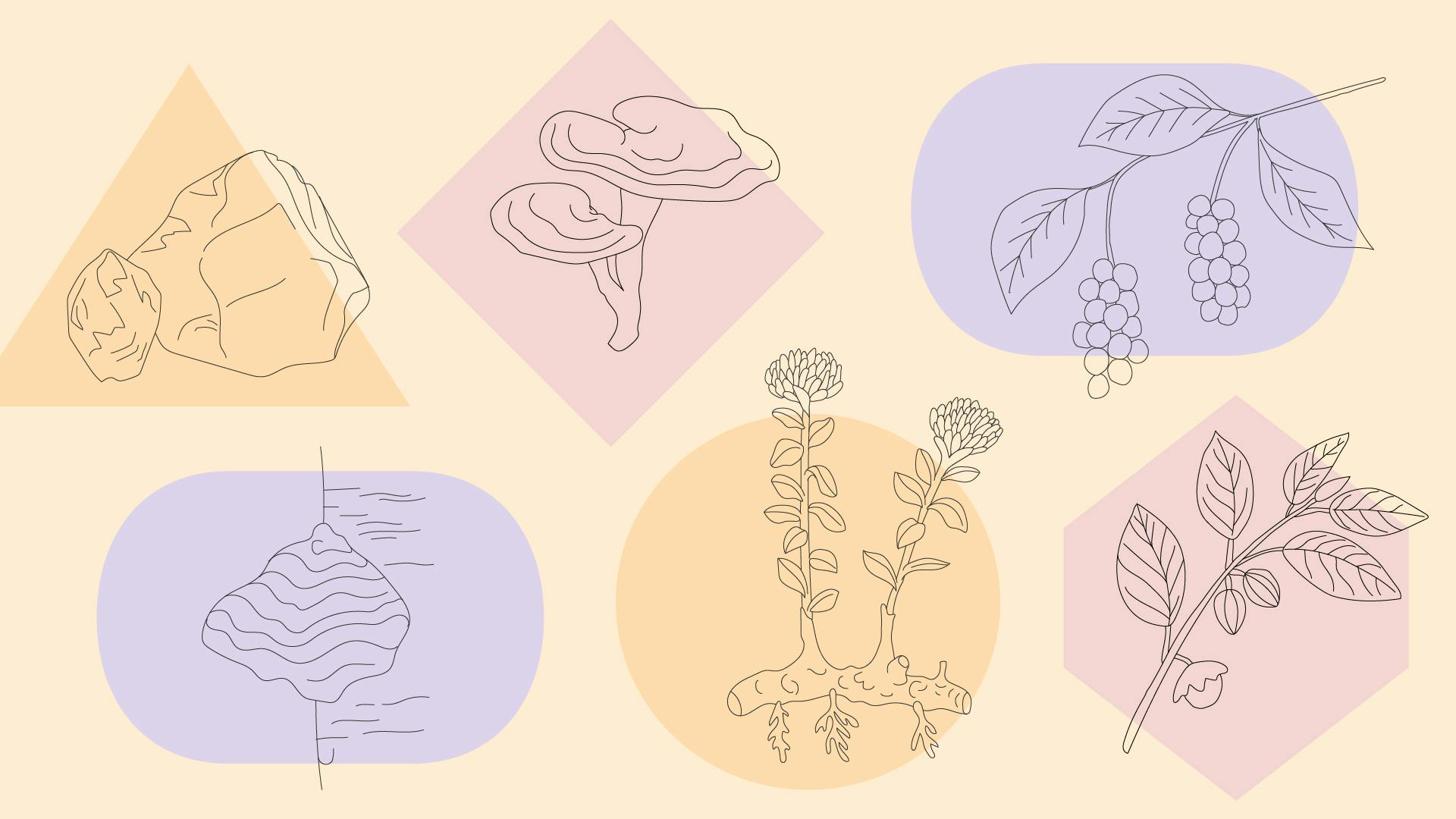 Indica vs. sativa: definition, effects, charts, differences [Updated ...