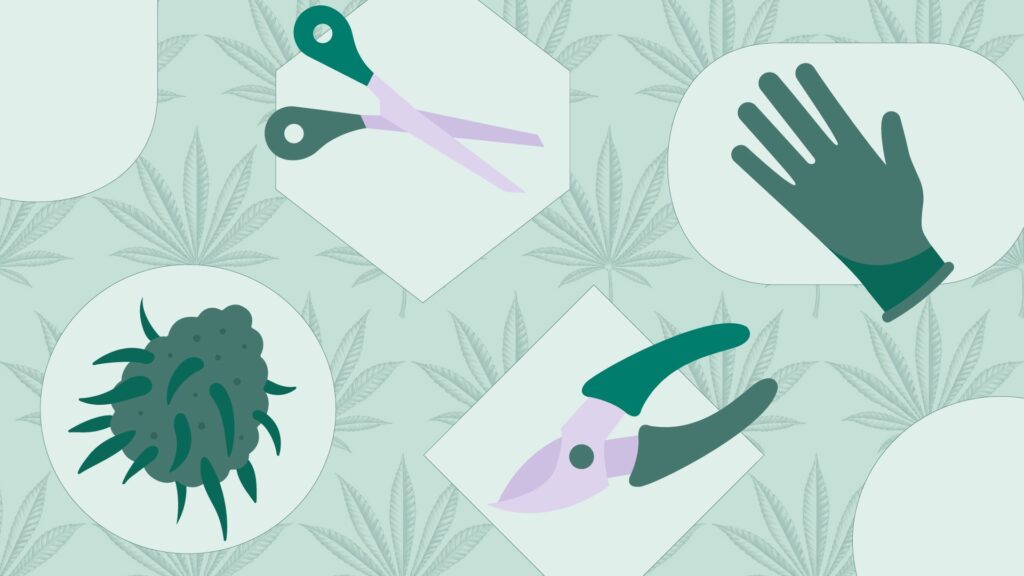 How to Trim Marijuana Buds Fast | Leafly