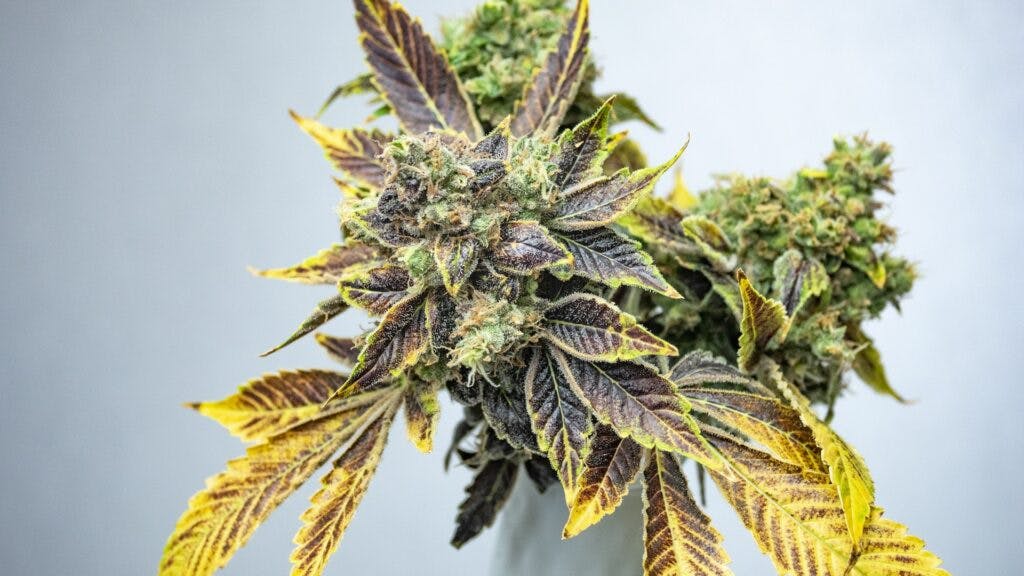 Best OG Kush for celebrating the anniversary of OG | Leafly