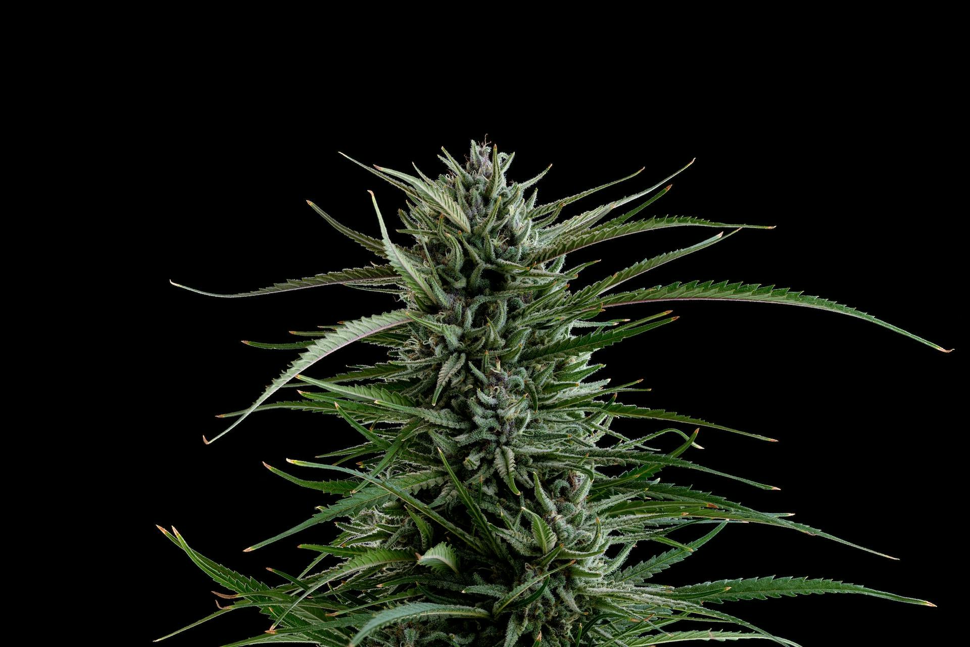 12 best marijuana strains of the 2022 harvest | Leafly