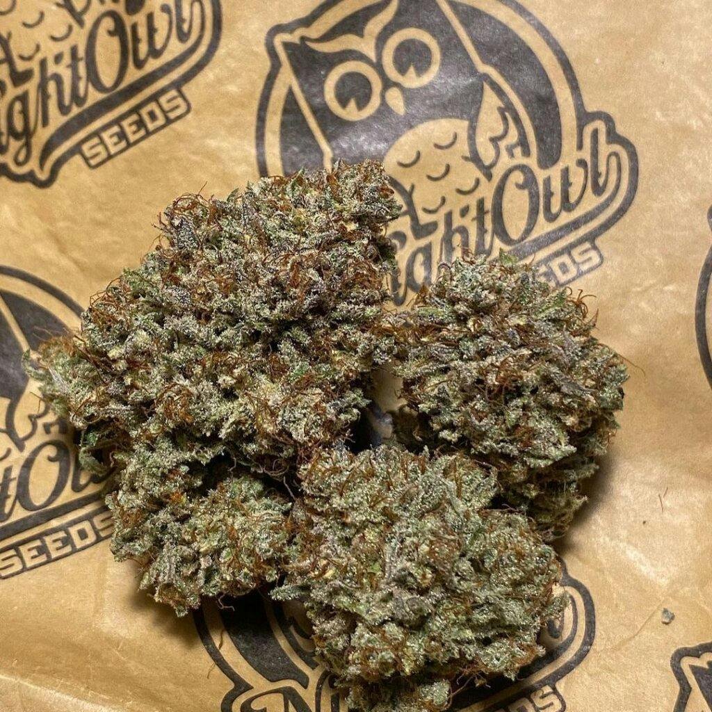 Top autoflower seeds to grow for winter '22 | Leafly