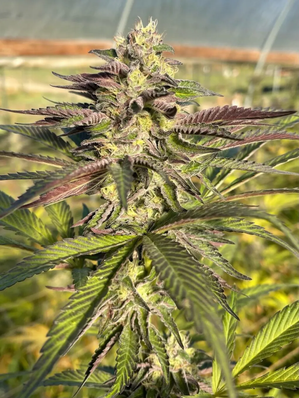 Leafly Buzz: 12 top cannabis strains of December | Leafly