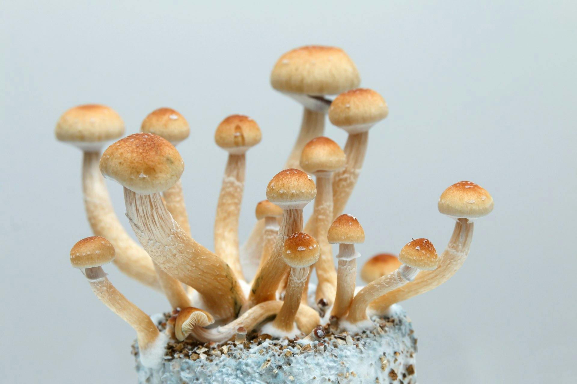 Psychedelic mushrooms are coming to Oregon. Here’s how to get them | Leafly